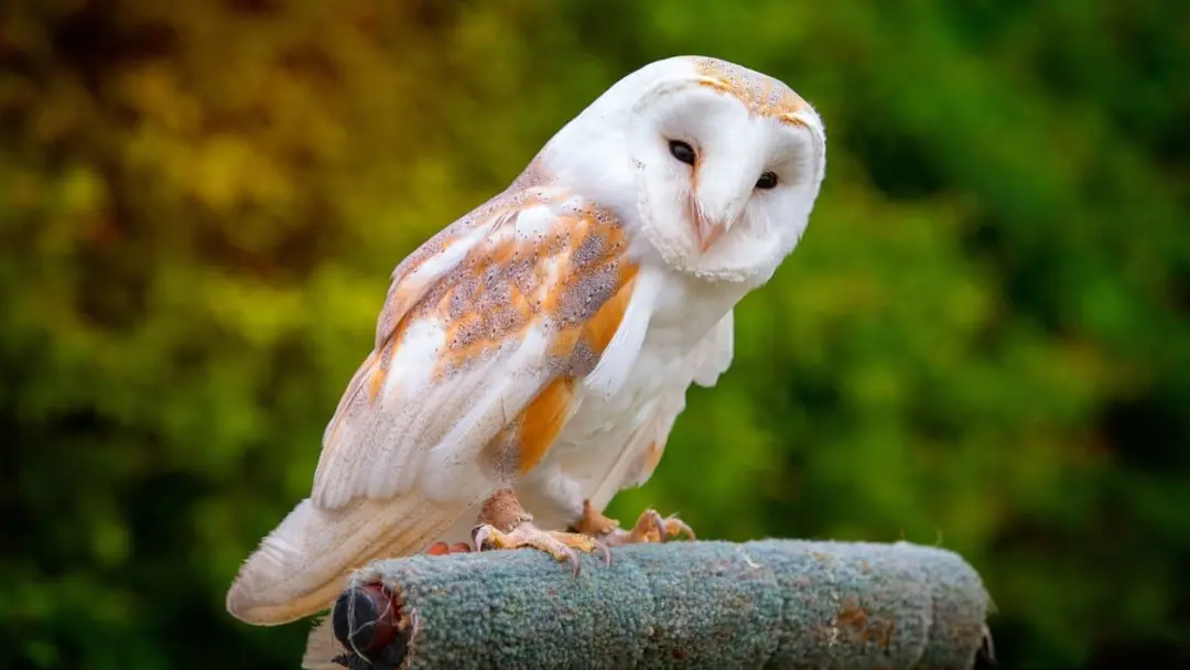 Sowa. Czego jest symbolem i co ma do tabliczki mnożenia?
